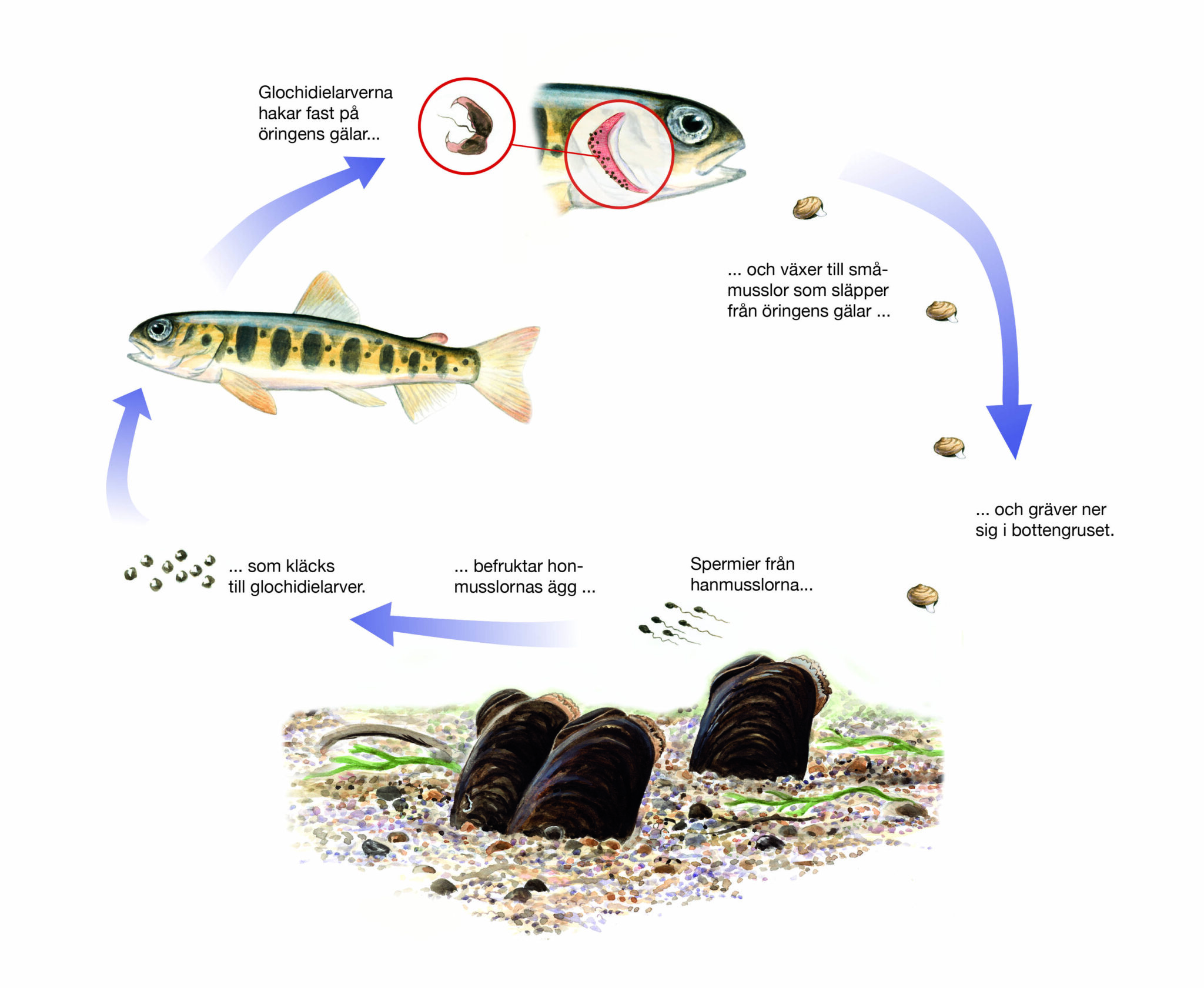 Flodpärlmusslans livscykel, skyltillustration - Illustratörcentrum