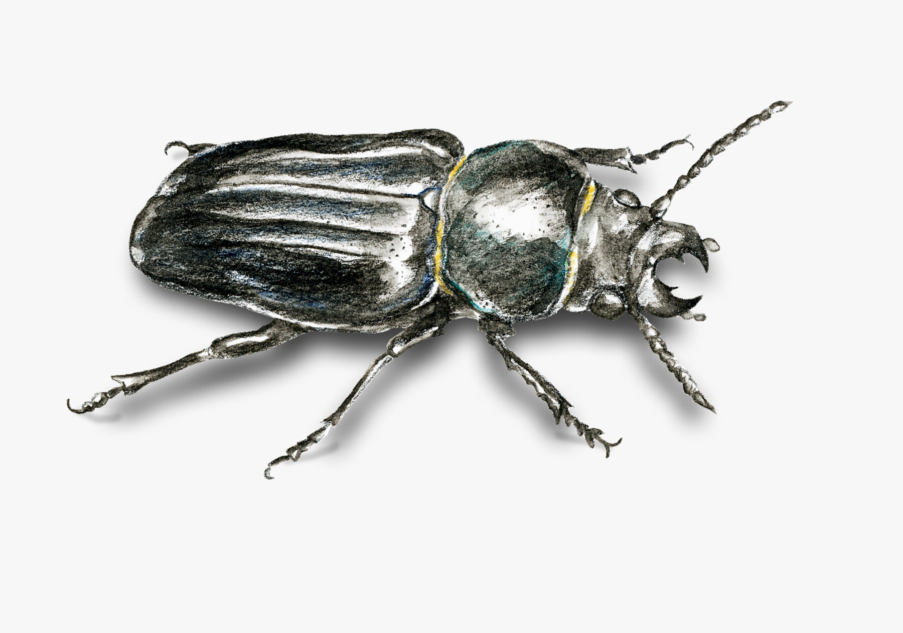 Trollskogen insekter - Illustratörcentrum