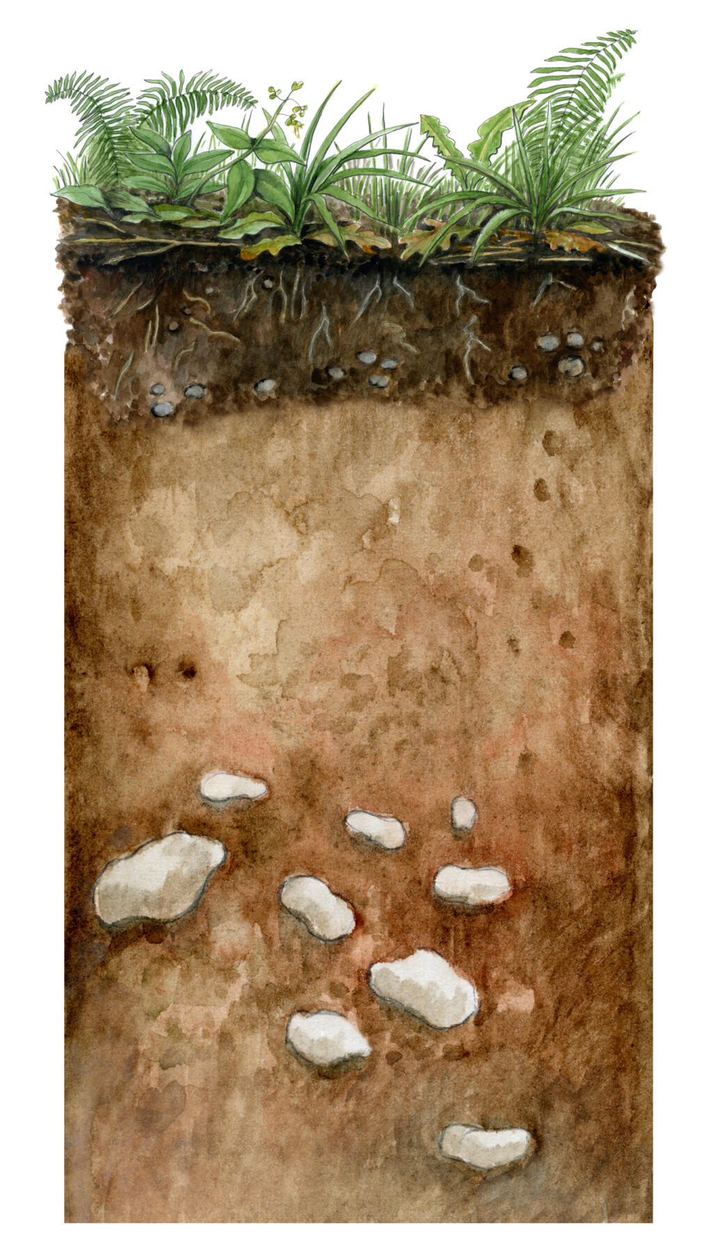 Utkik Biologi - Illustratörcentrum