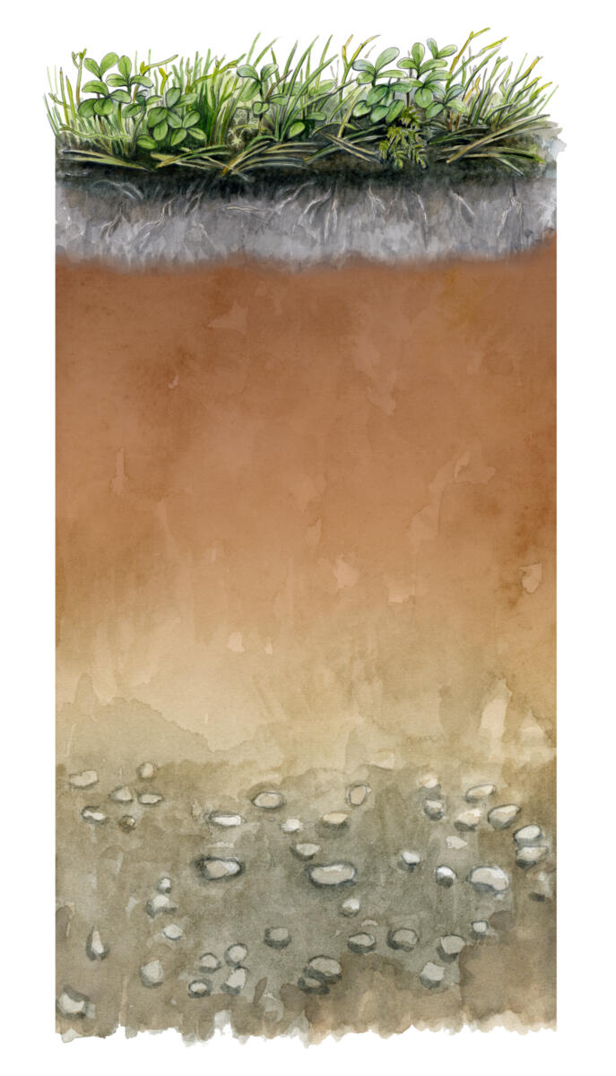 Utkik Biologi - Illustratörcentrum