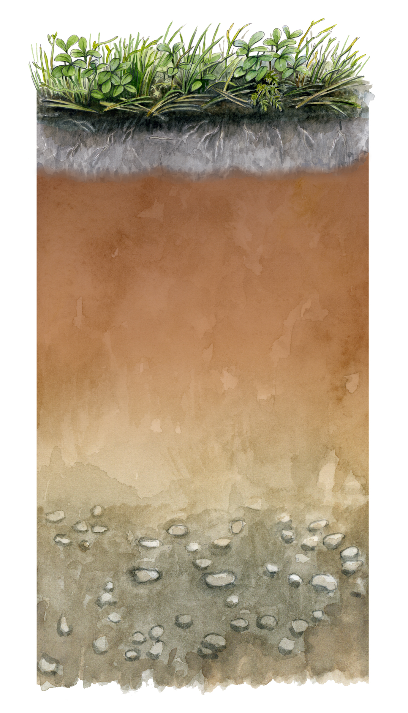 Utkik Biologi - Illustratörcentrum