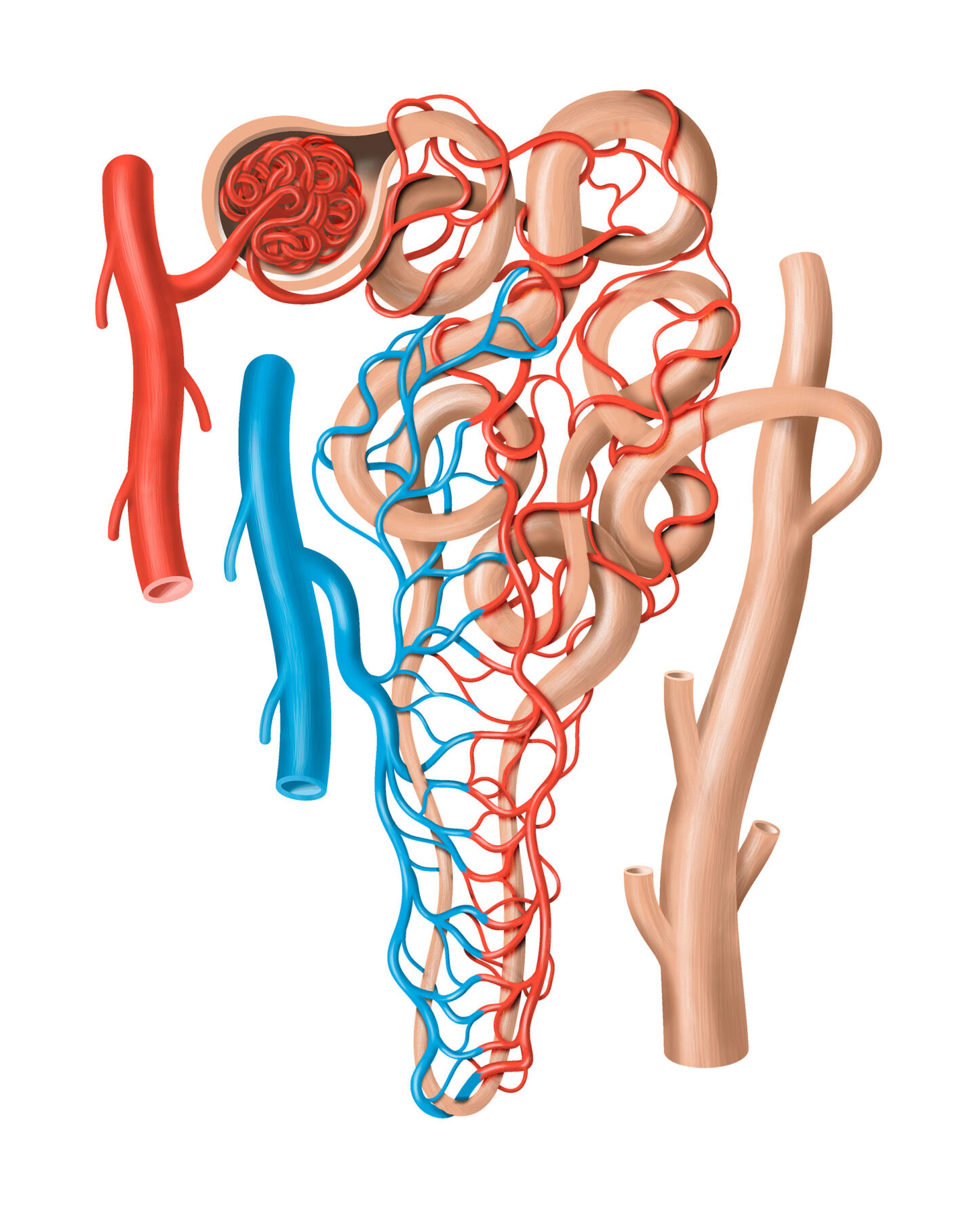 Hjärtsvikt & klinisk njursjukdom - Illustratörcentrum