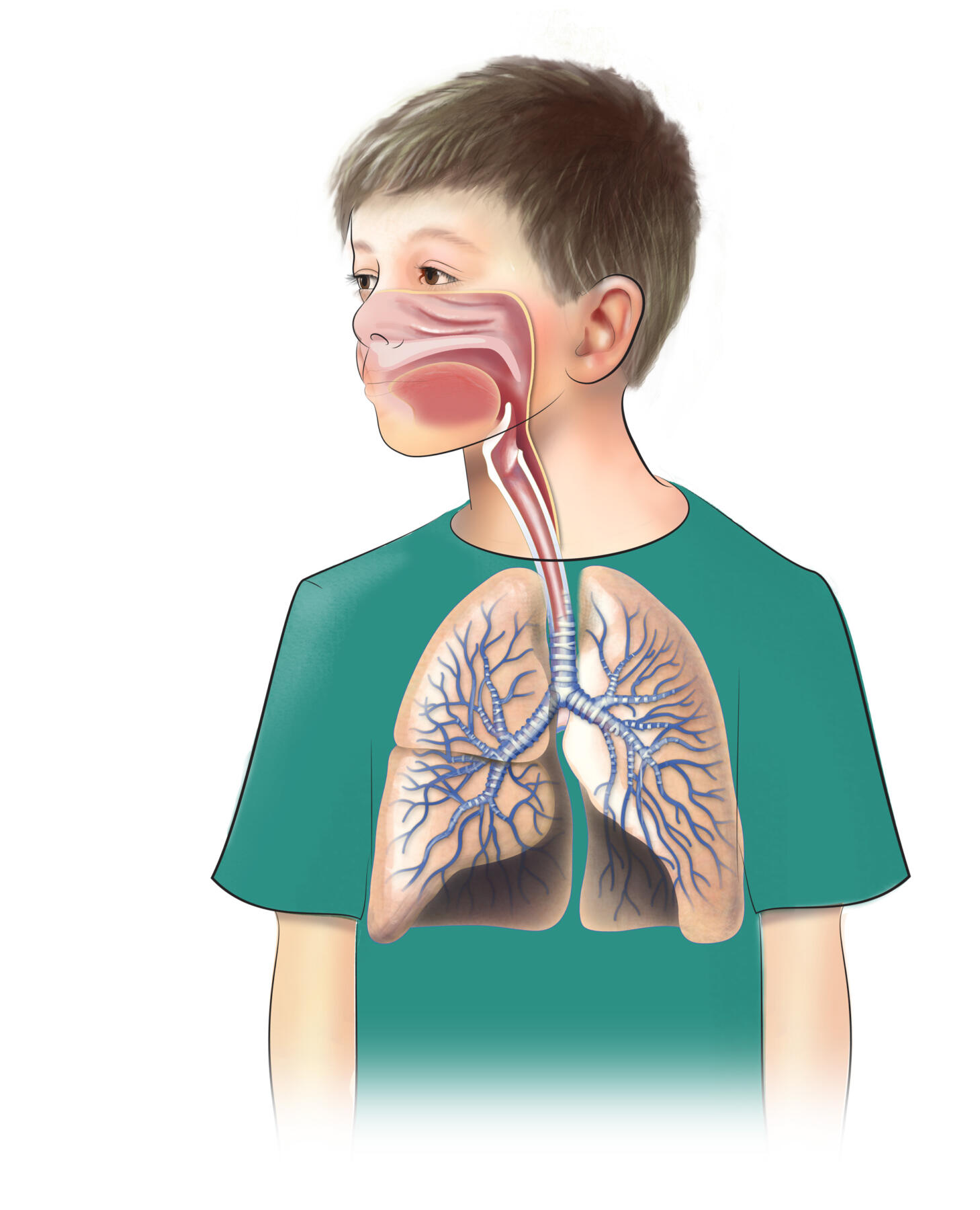 Astma - Illustratörcentrum