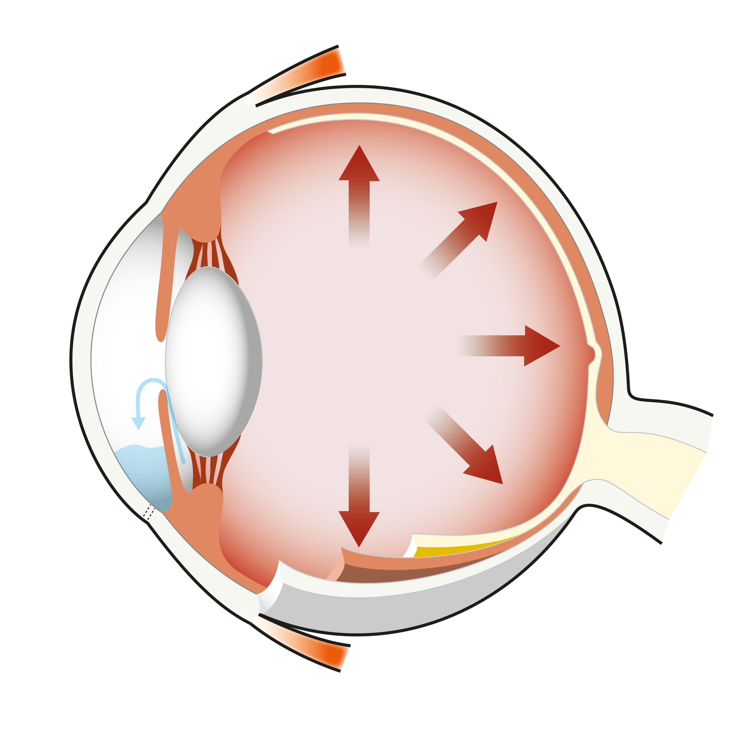 Ögonsjukdomar - Illustratörcentrum