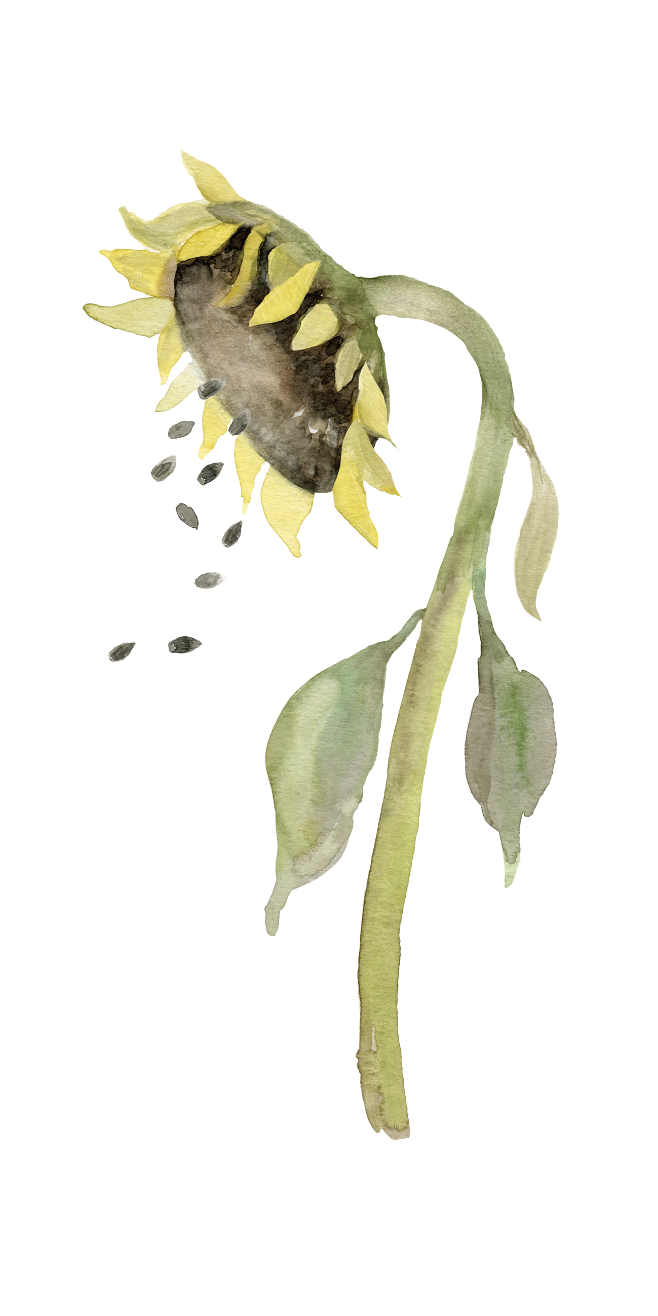 Läromedelsillustration - Illustratörcentrum