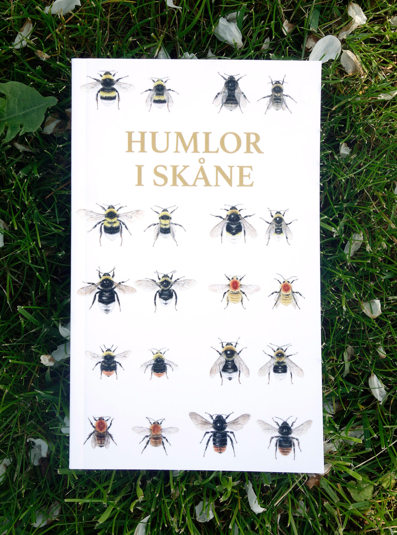Skånes humlor – affisch och guidebok - Illustratörcentrum