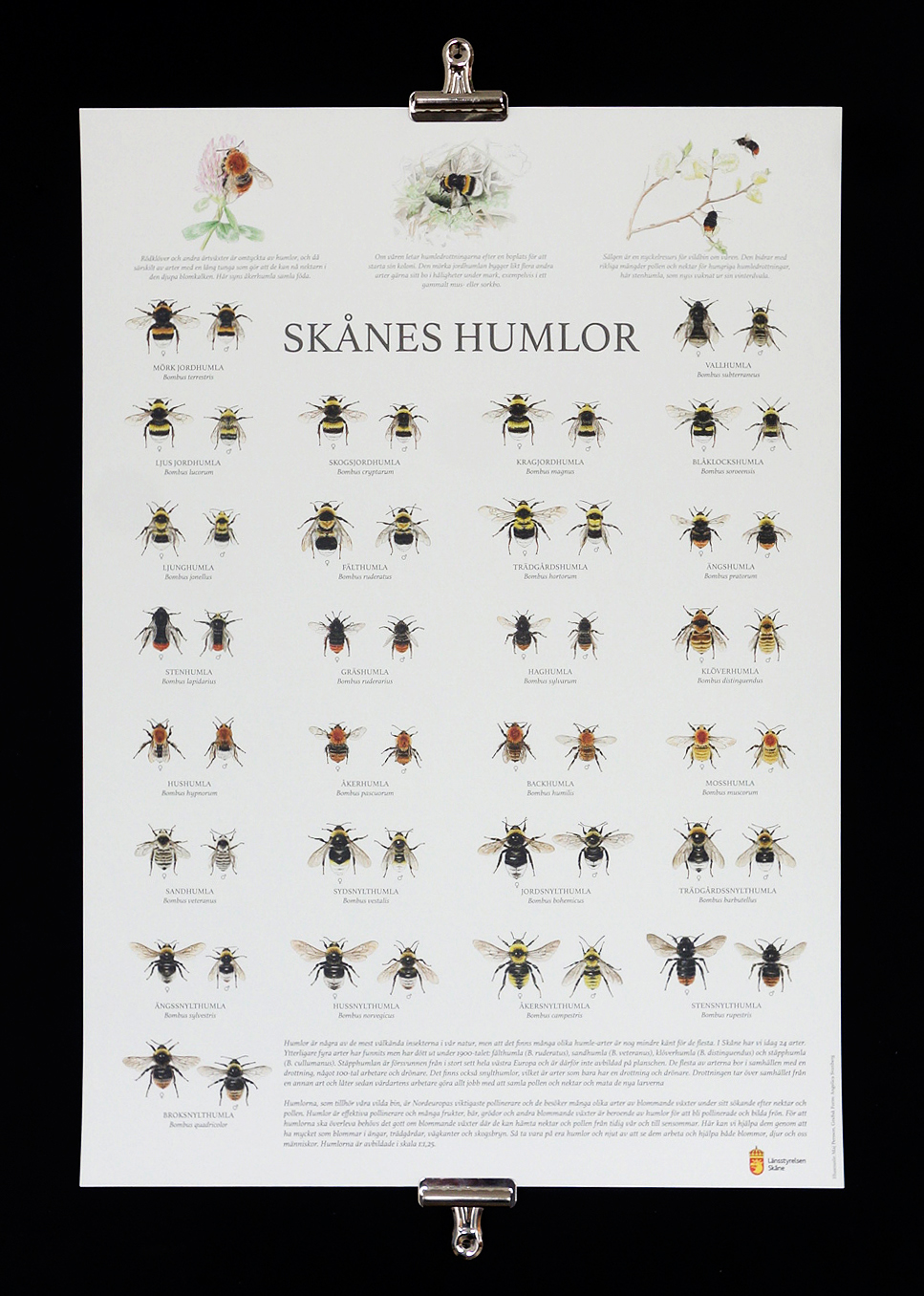 Skånes humlor – affisch och guidebok - Illustratörcentrum